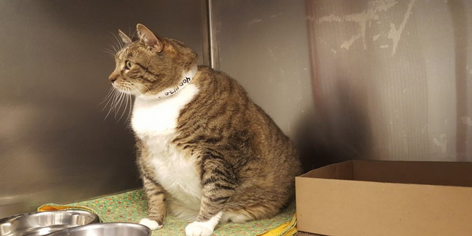 Jack the 30-pound cat needs new home — and a diet