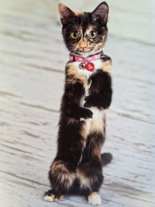 Local cat Li'l Lily gets named "Cat of the Week" for Modern Cat magazine