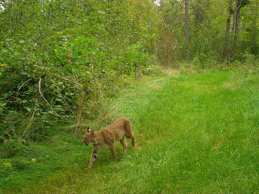 When it comes to wildcats in Wisconsin, bobcats are king
