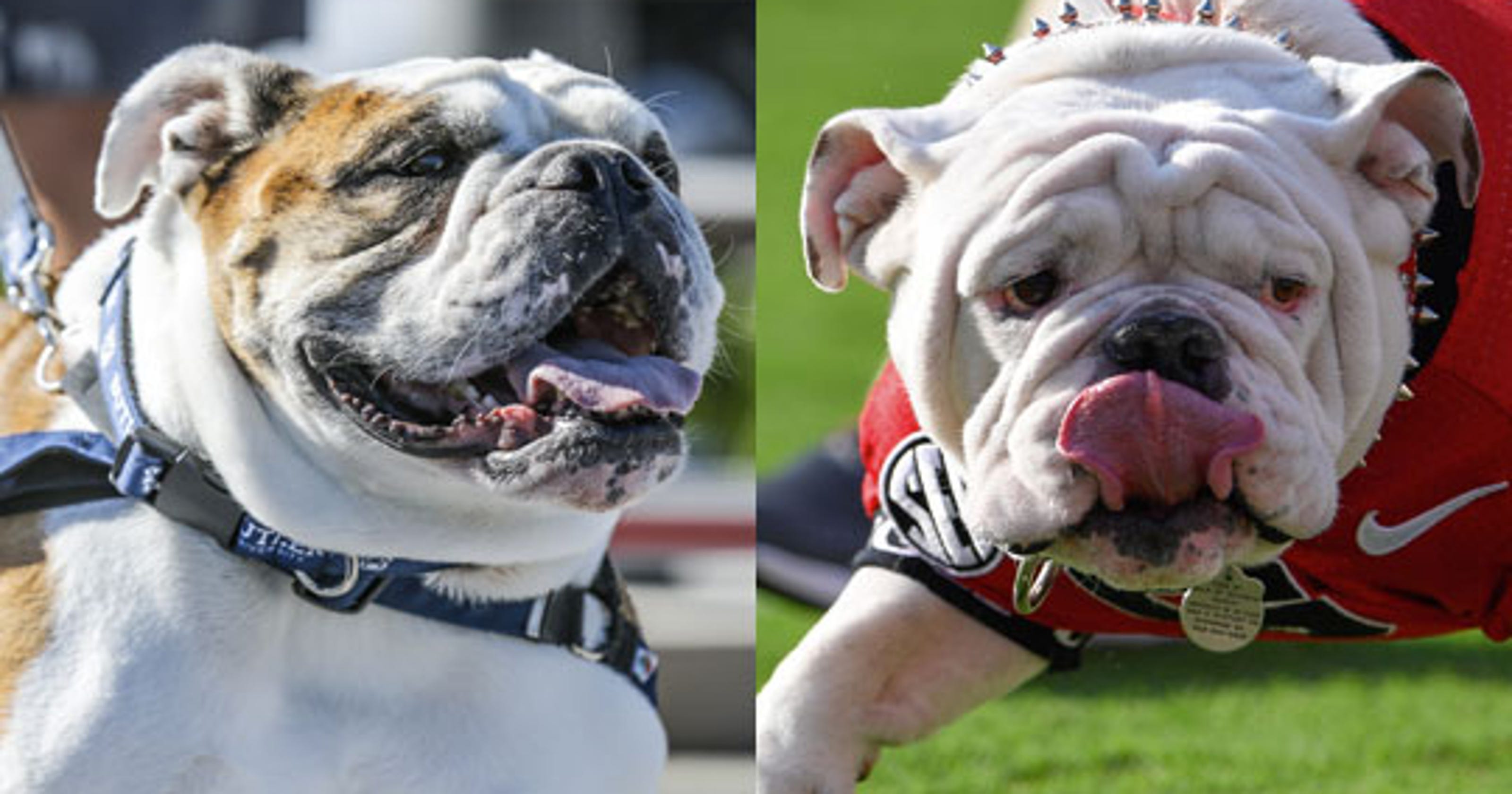 Who is college sports' best bulldog: Blue or Uga?