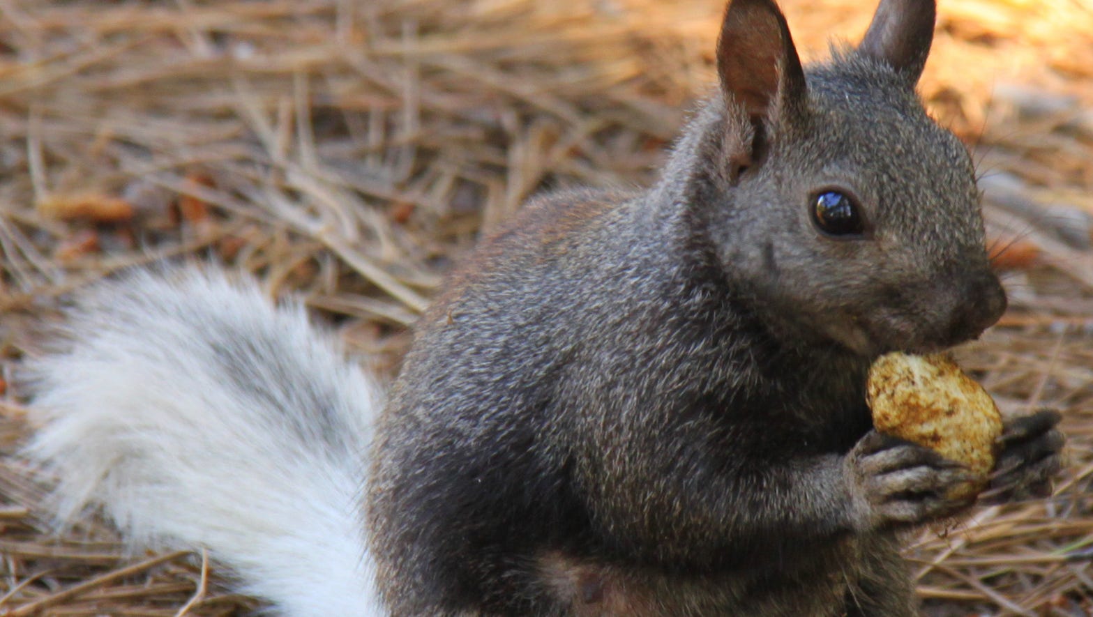 My Turn: Arizona's Kaibab Plateau needs monument status
