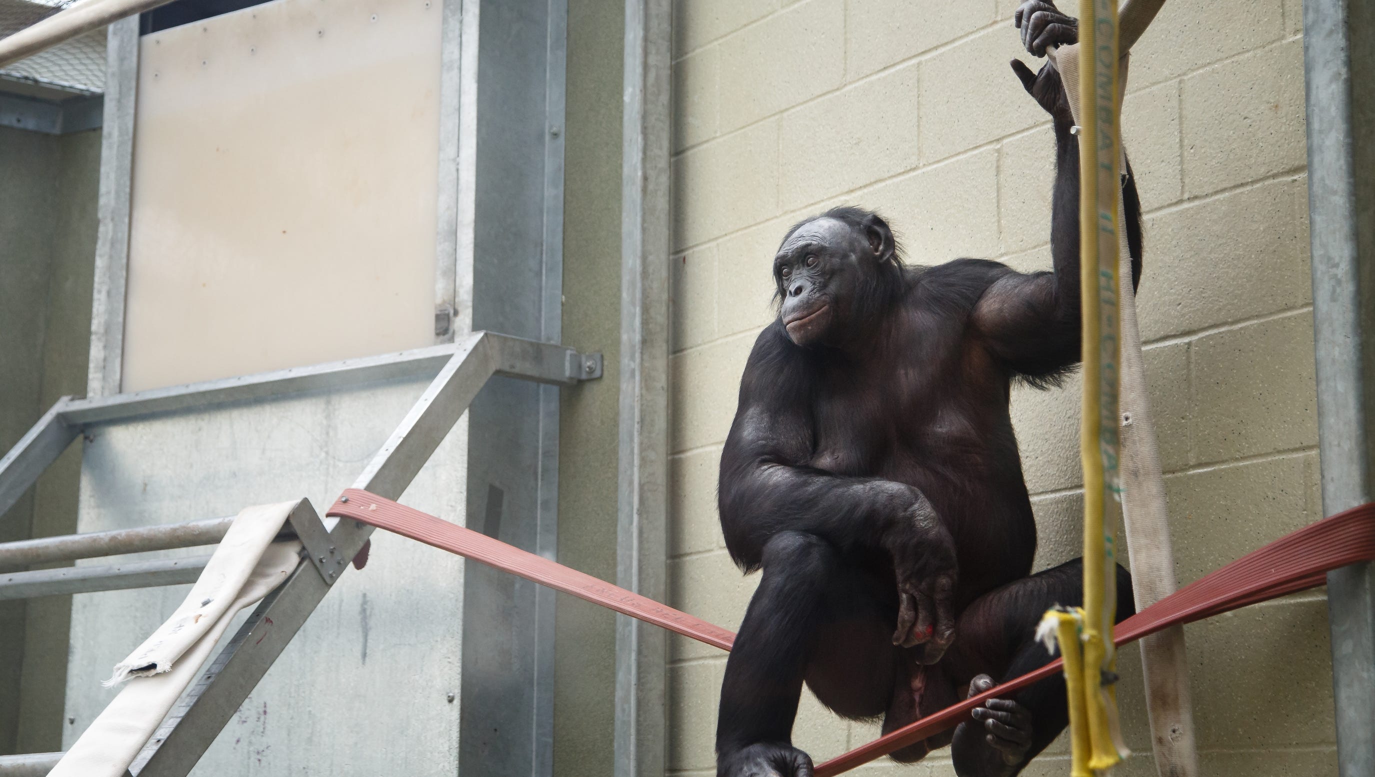 Kanzi, the world’s most famous bonobo, turns 40