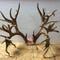 Potential world record deer antlers could be worth $100,000