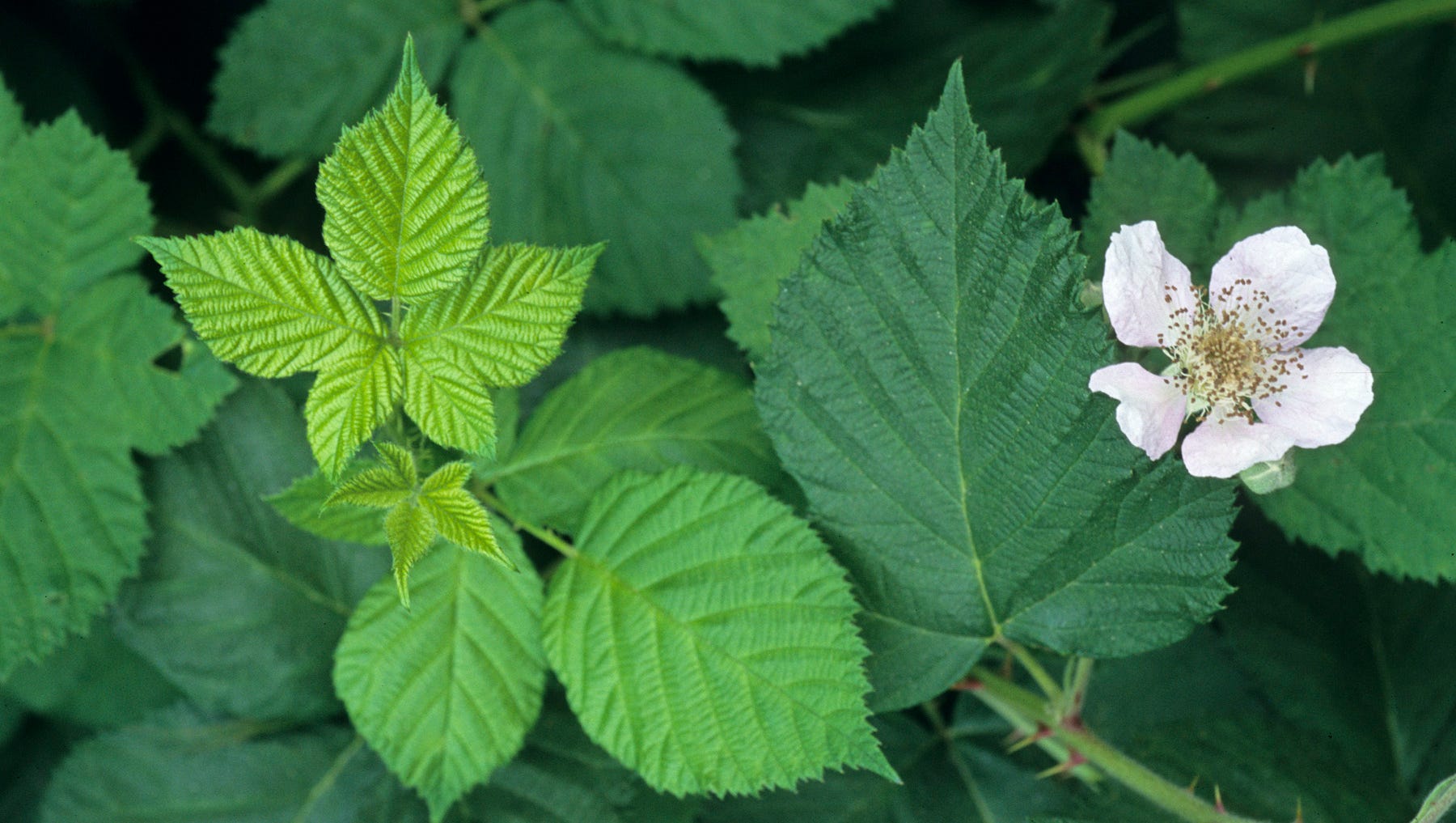 Native Plants: Blackberries: The good, bad and thorny