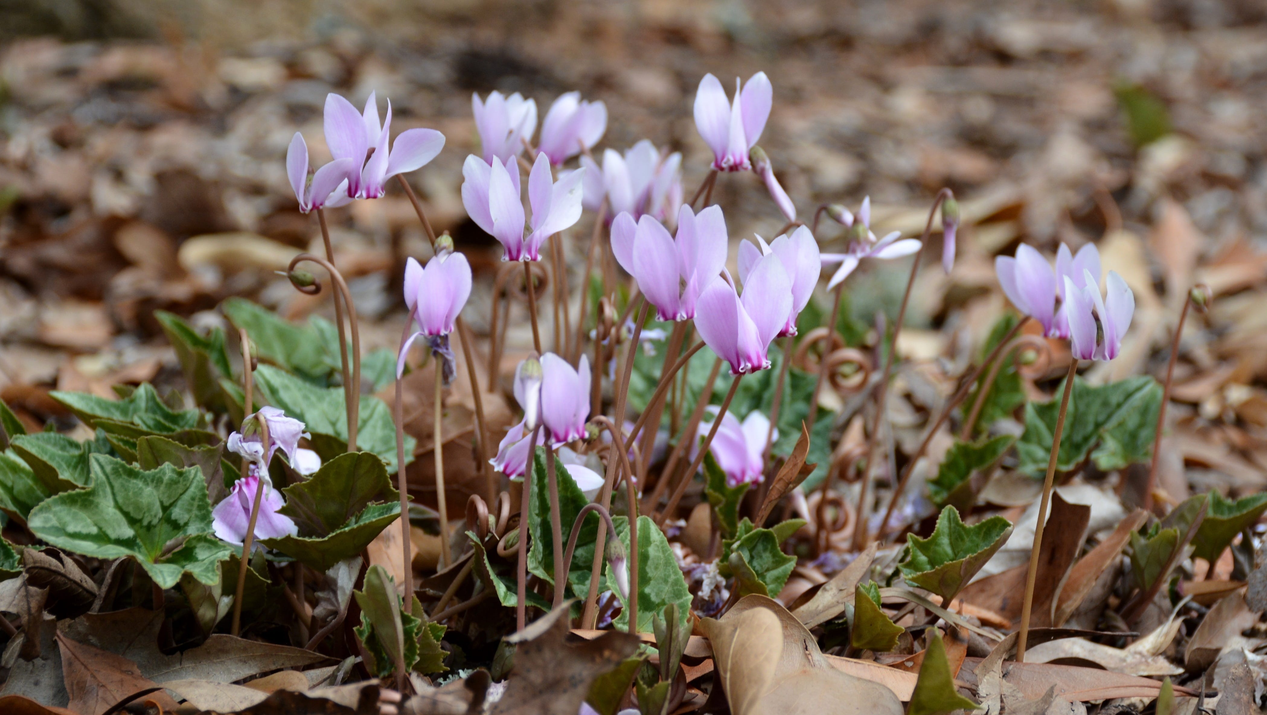 Master Gardening: The Hardy Cyclamen