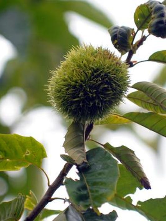 American chestnuts still in Virginia forests, but smaller