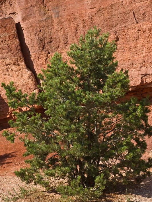 Meet the Pinyon Pine tree