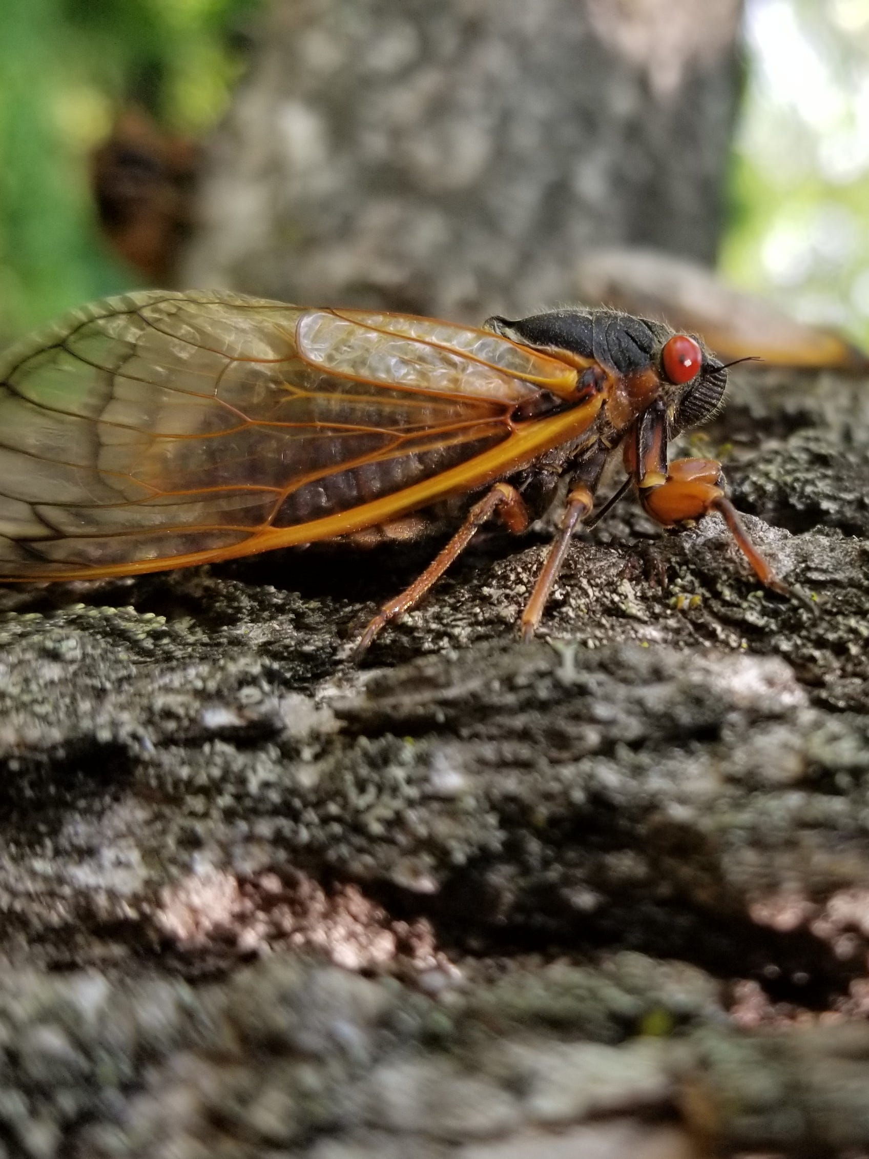 Hear the buzzing? Cicadas have arrived, more coming