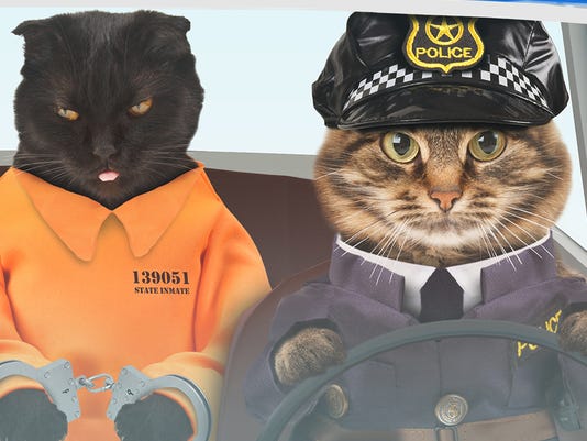 Police cat on way after Michigan department exceeds Twitter challenge