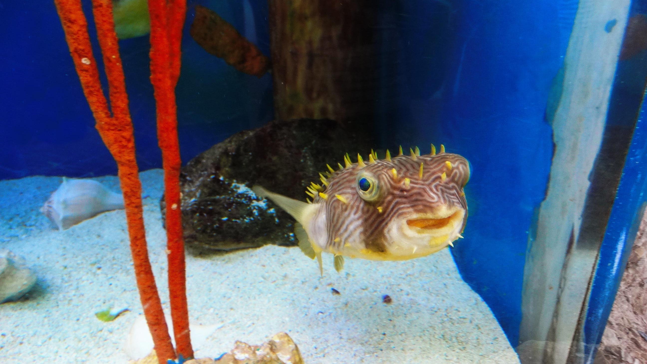 Monster puffer fish! Potential record-breaker caught off Port Canaveral