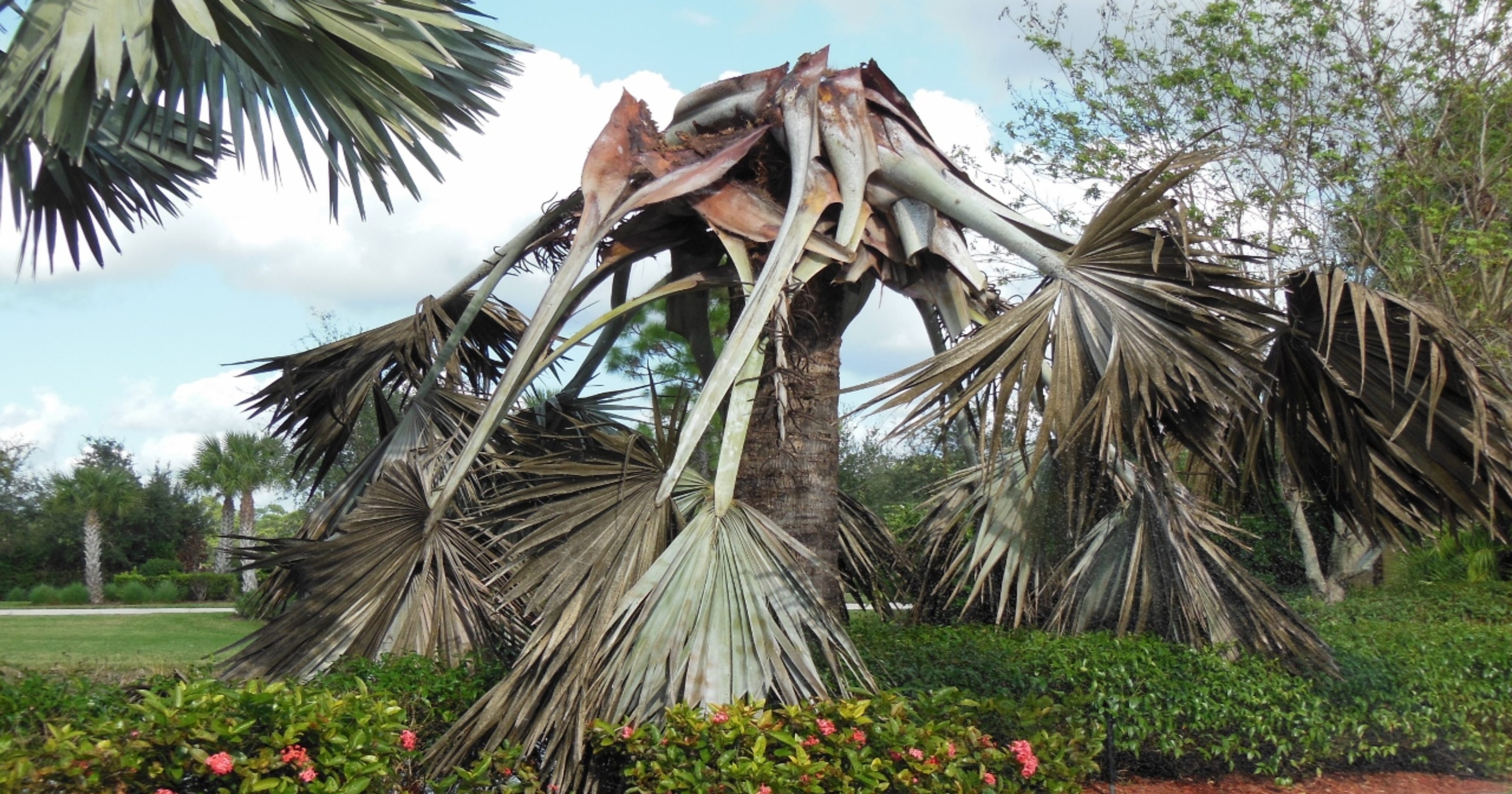 Planting tip: Know your palms before planting