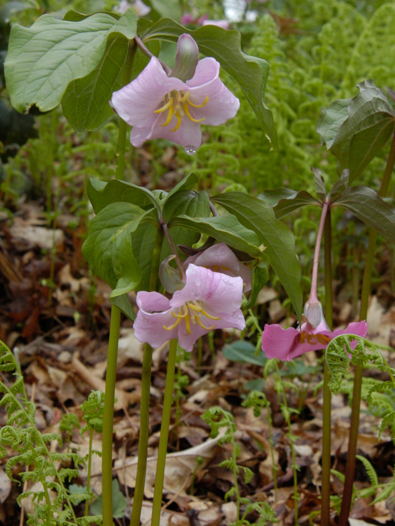 Now is the time to see the beautiful, rare trillium