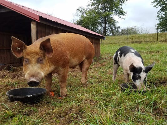 Poplar Spring Animal Sanctuary : Volunteering at Poplar Spring Animal ...