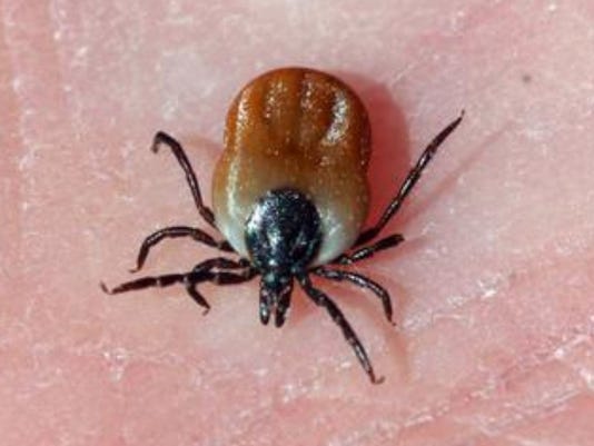 Ticks causing more diseases like Lyme, erlichiosis in Indiana