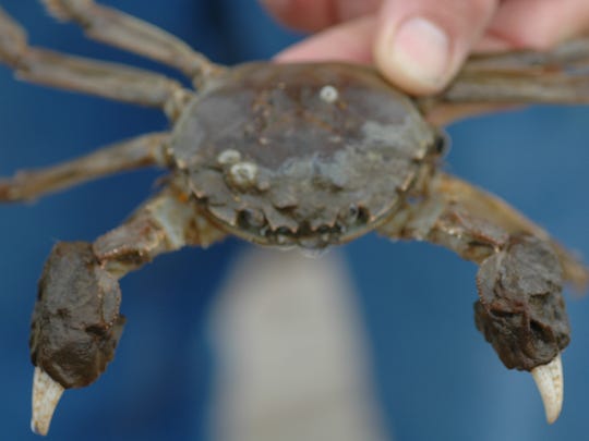 Invasive Chinese mitten crabs found in the Hudson