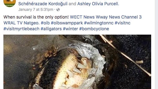 How do alligators survive winter? Video shows gators trapped in ice