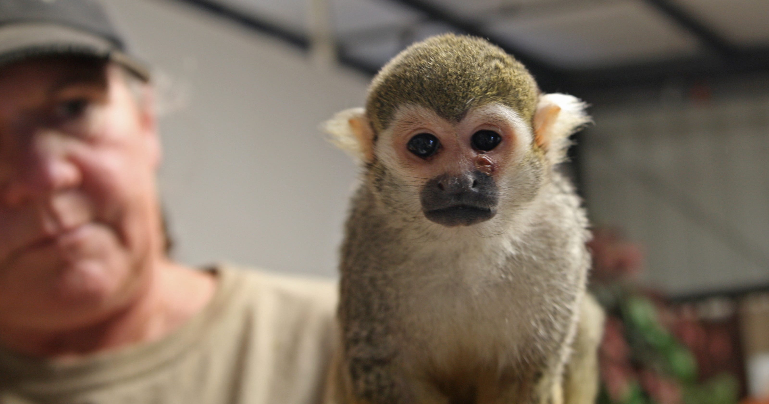 Pip, a squirrel monkey, comes to the Monterey Zoo