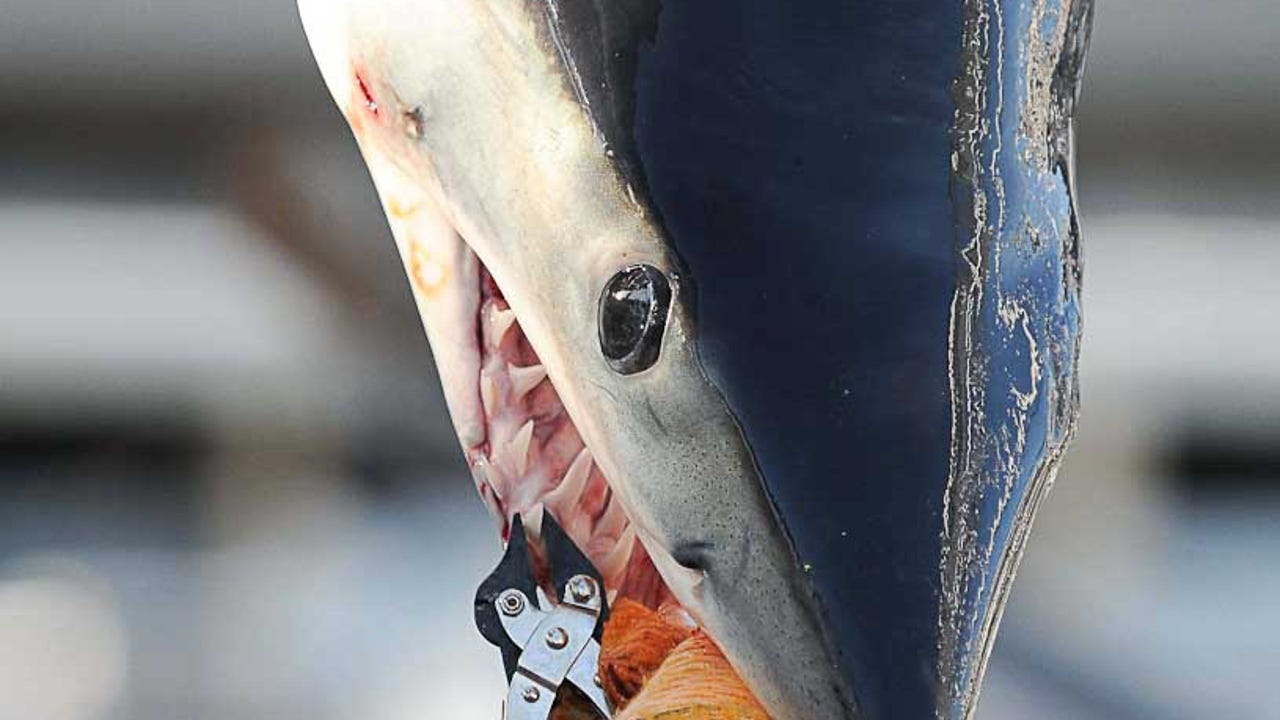 Great White Shark Steak