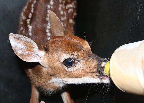 creature-safe-place-where-the-wild-things-are