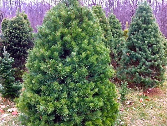 Scotch pines still among the most popular Christmas trees