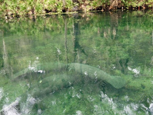 Manatee season (for viewing) at peak through early spring