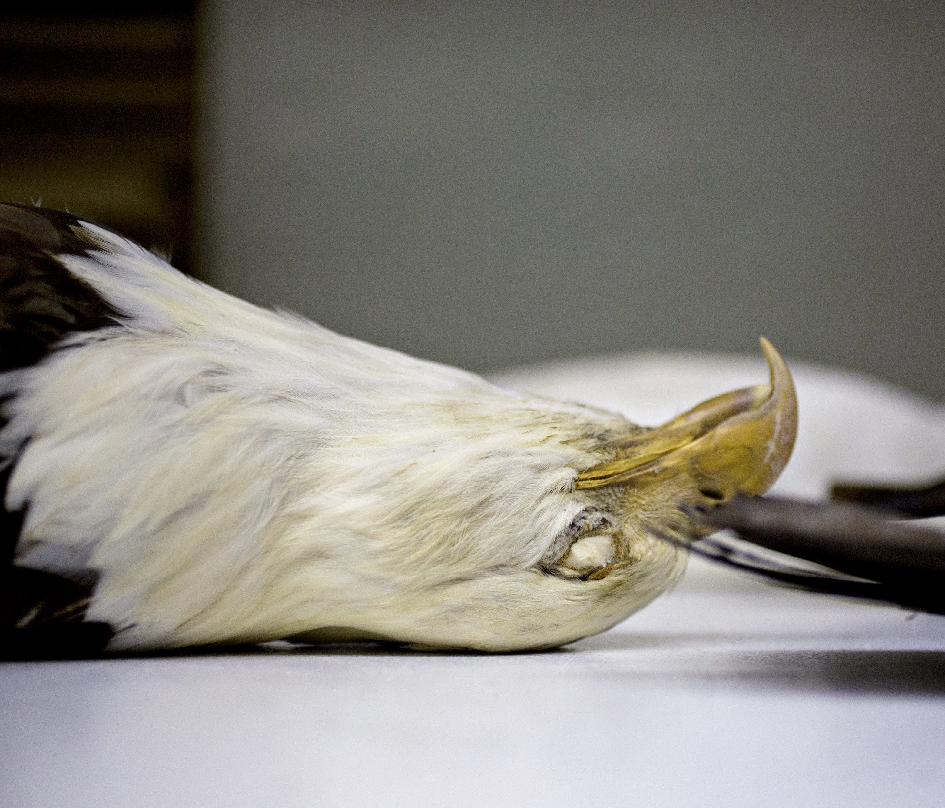 Discovery of 13 dead bald eagles in Maryland sparks investigation ...