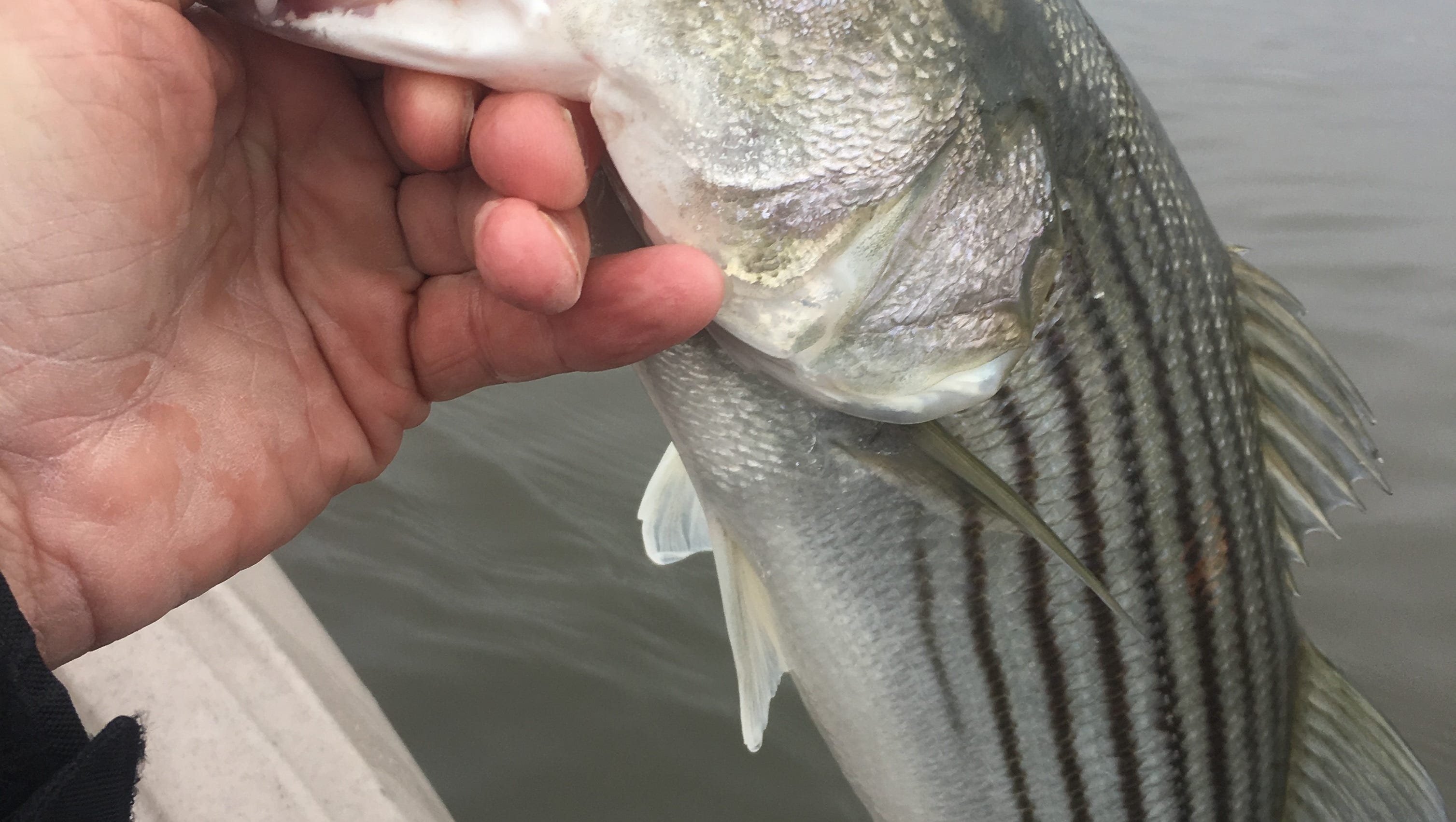 NJ striped bass, winter flounder seasons set to re-open on Tuesday