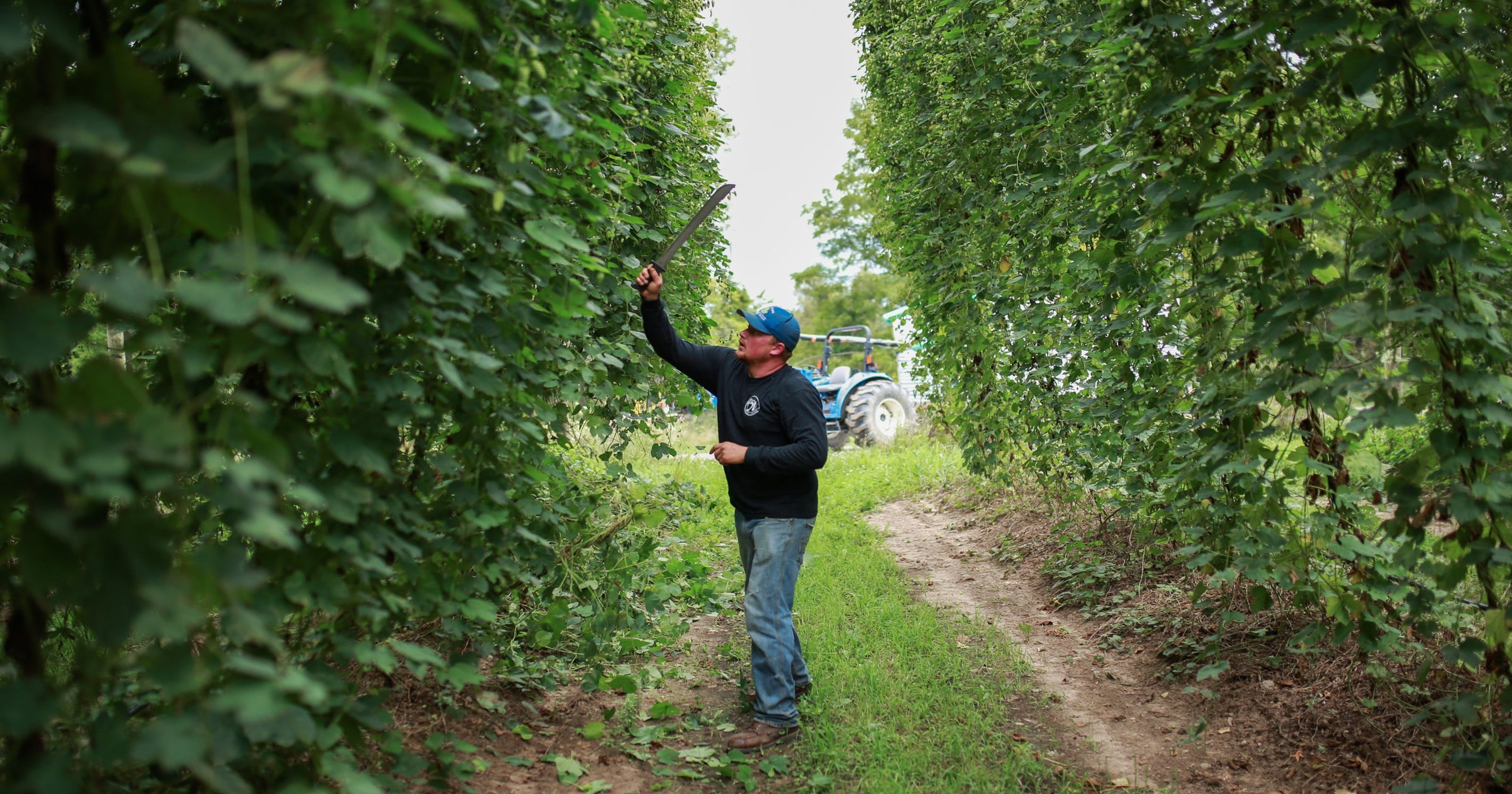 Michigan No. 1 in hops production outside Pacific Northwest