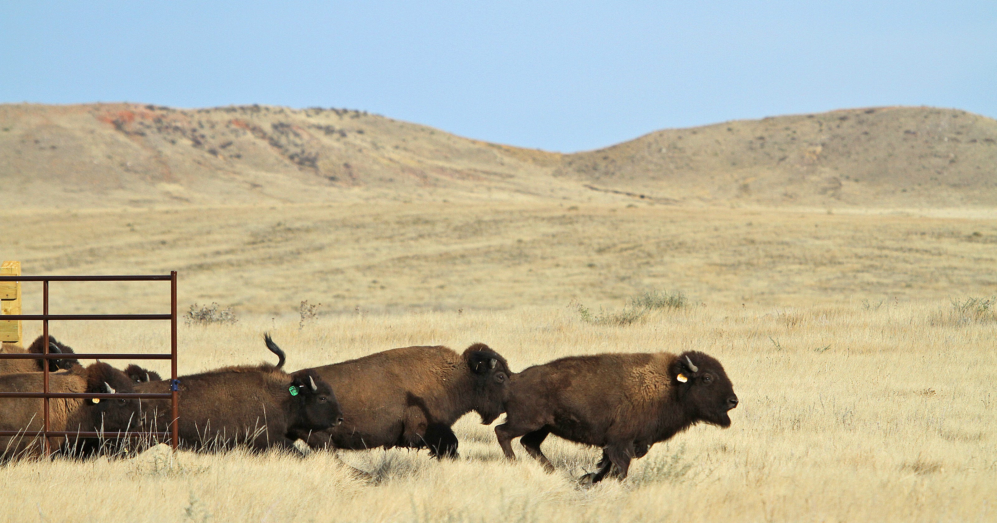 Rare bison free to roam Larimer County prairie