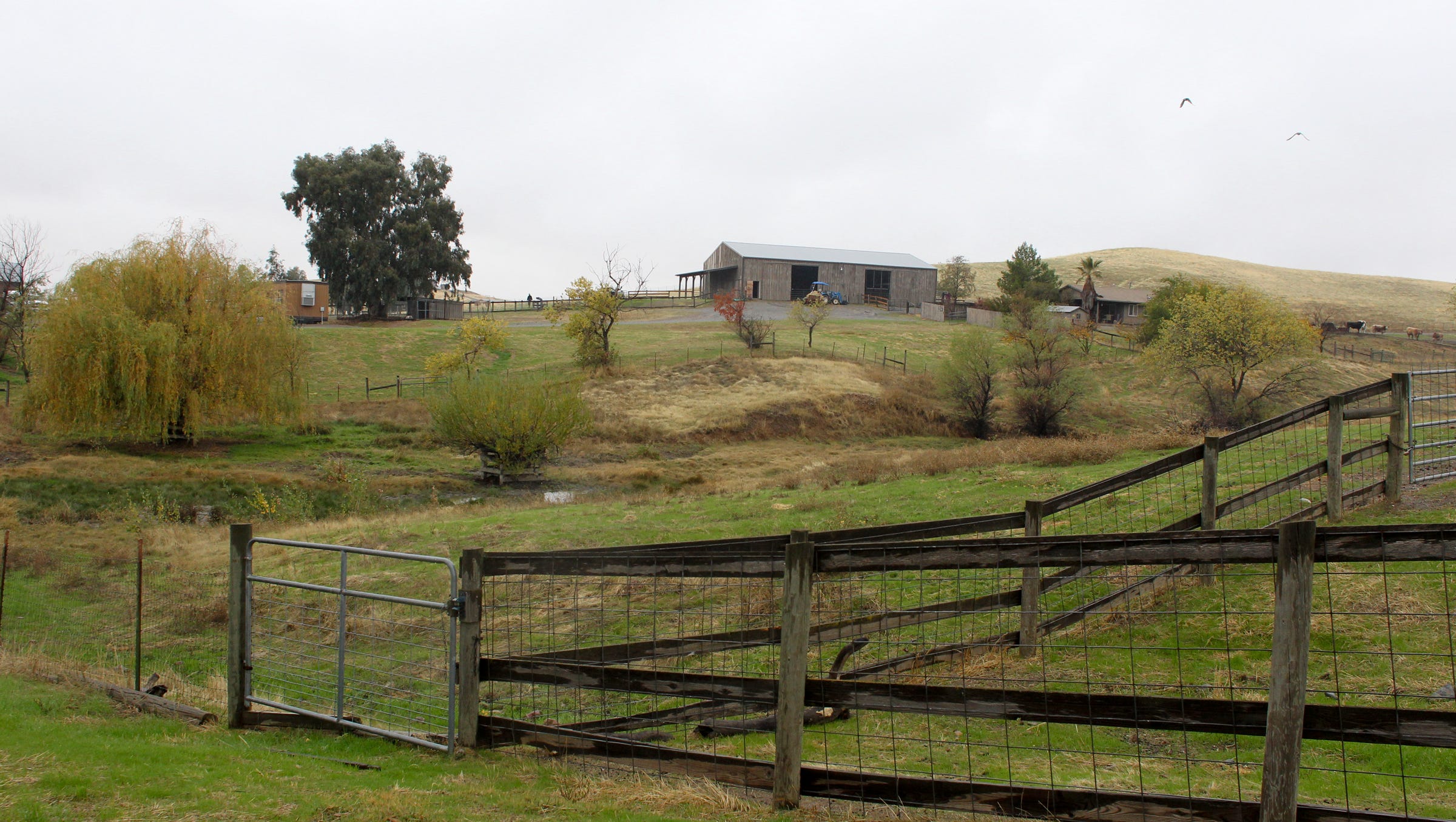 Sanctuary a place to save, celebrate turkeys