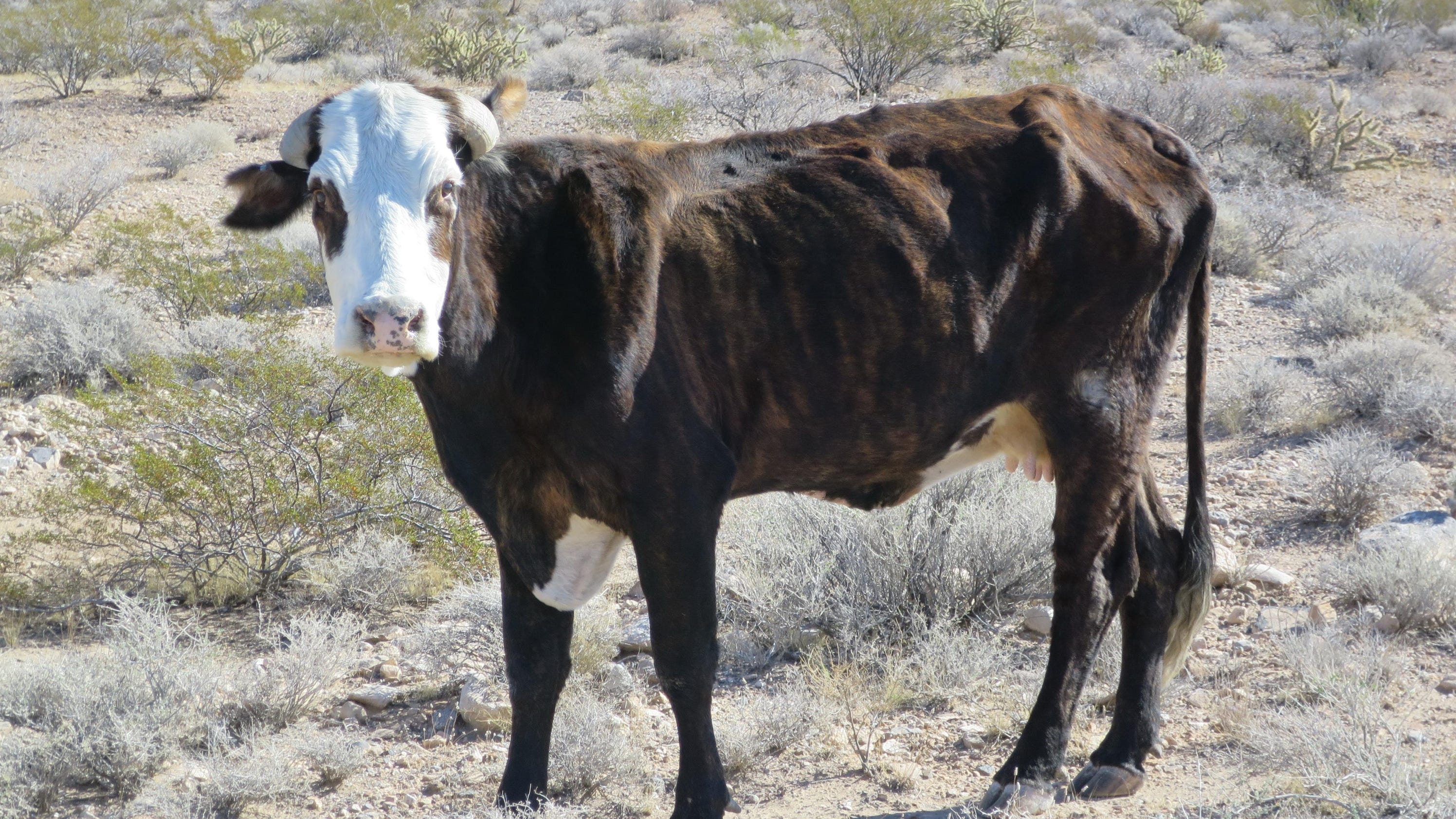 Ask the RGJ: Are cows starving in Nevada desert?