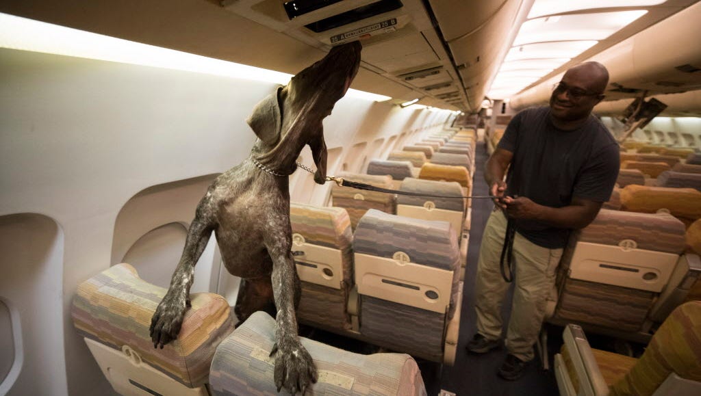 What Are Tsa Dogs Trained For