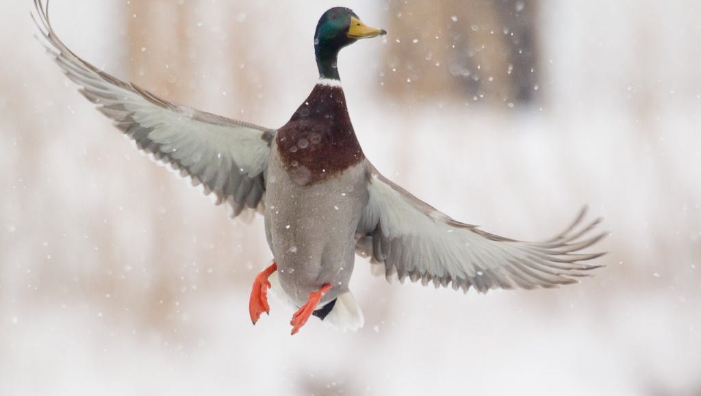 Mallards Landing In Timber
