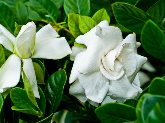 Stop and smell the roses, gardenias, jasmine and more
