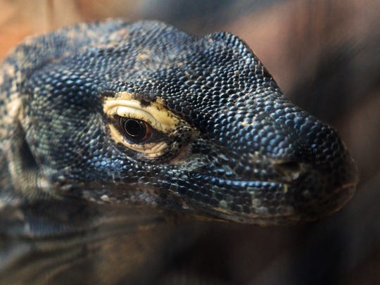 Kute! Kangaroos, Komodo dragons at Brevard Zoo