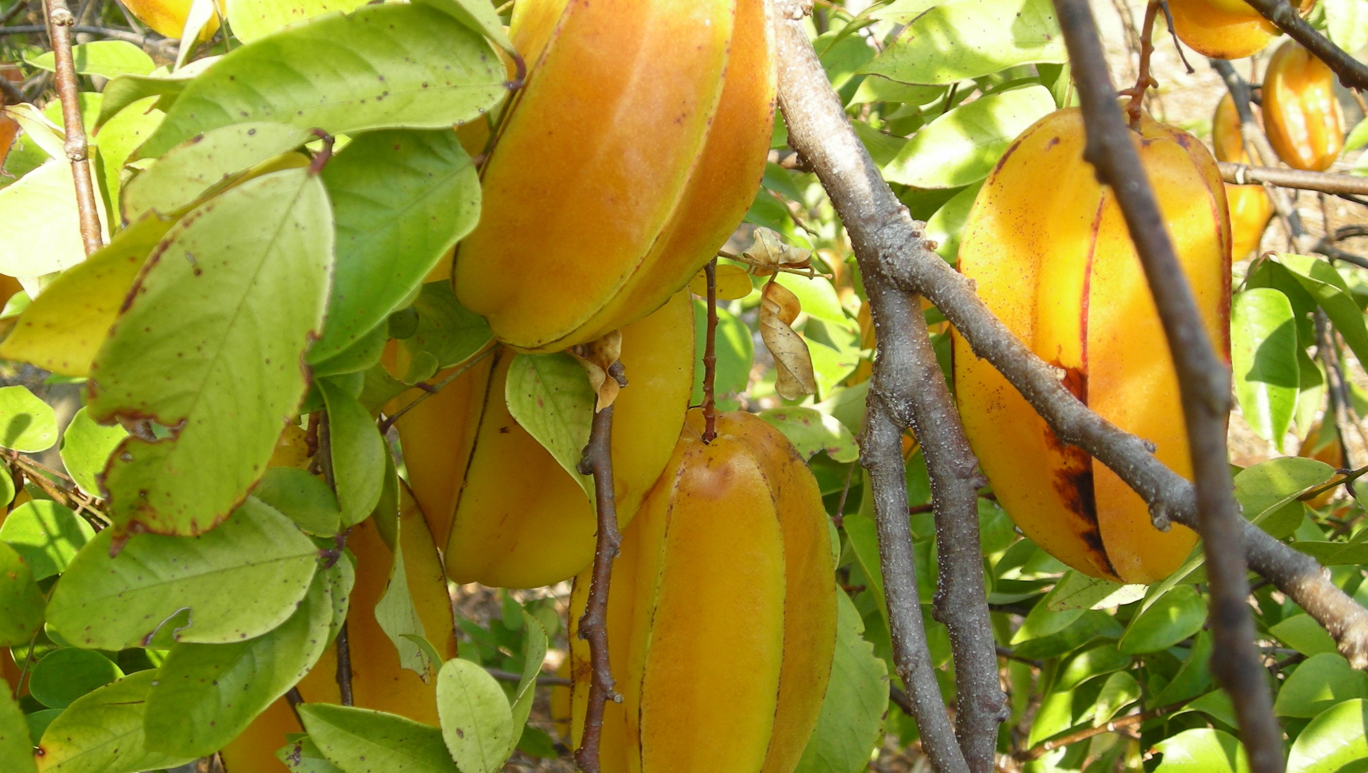 Tropical fruits within reach in SWFL yards