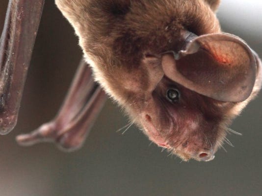 Bats are important to Florida ecosystem, including pest control