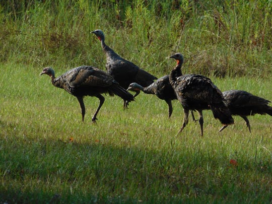 FSU researchers: Native Americans domesticated wild turkeys