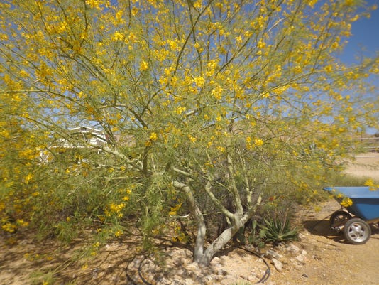 Palo verde: The near-perfect tree