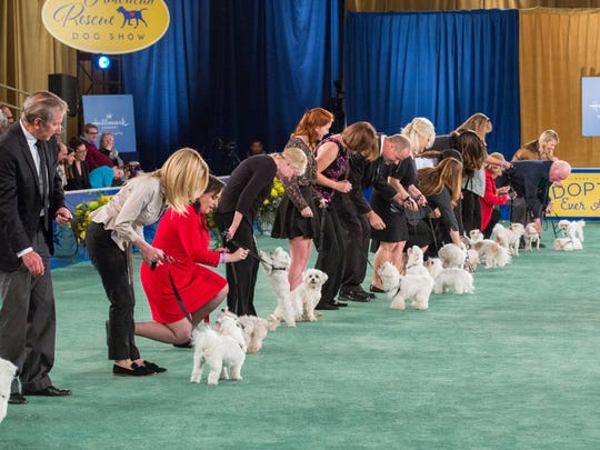 Palm Springs man creates fun dog show hosted by Rebecca Romijn.