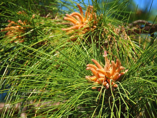 Yellow pollen springs up in Brevard