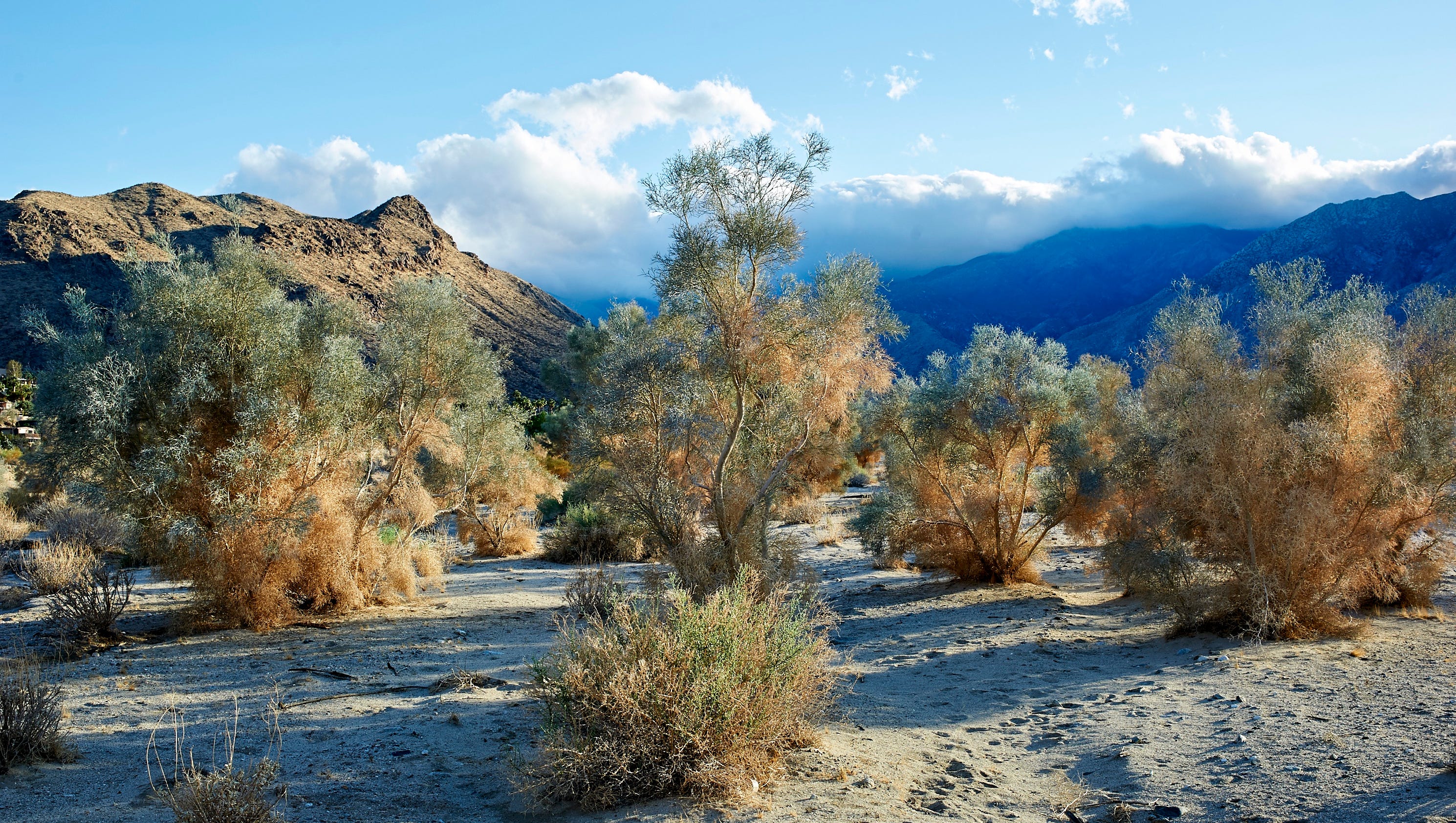 Smoke trees bloom in late spring before scaling back their presence