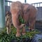 Burma captures 9th rare white elephant