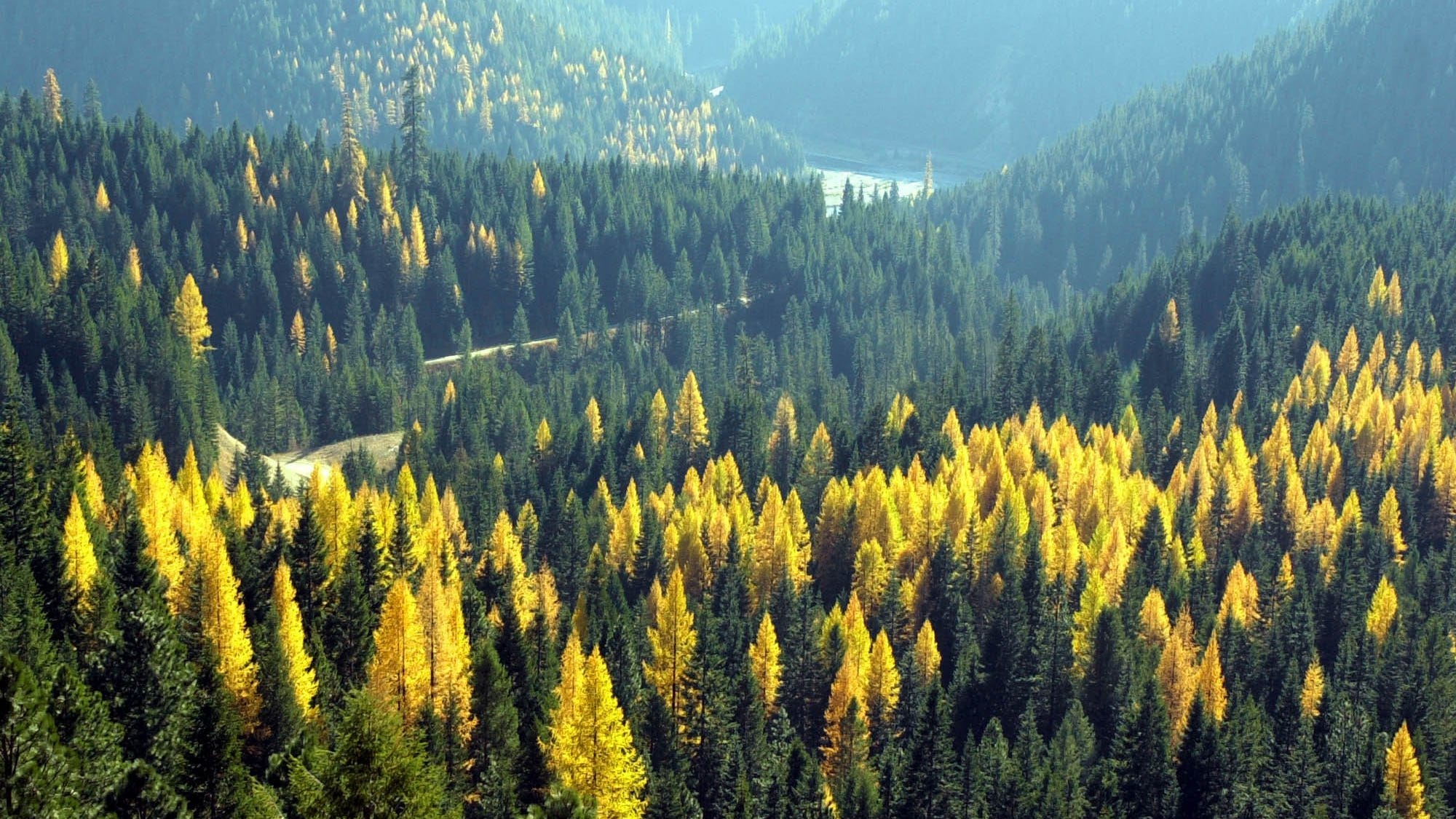 See the changing colors of western larch