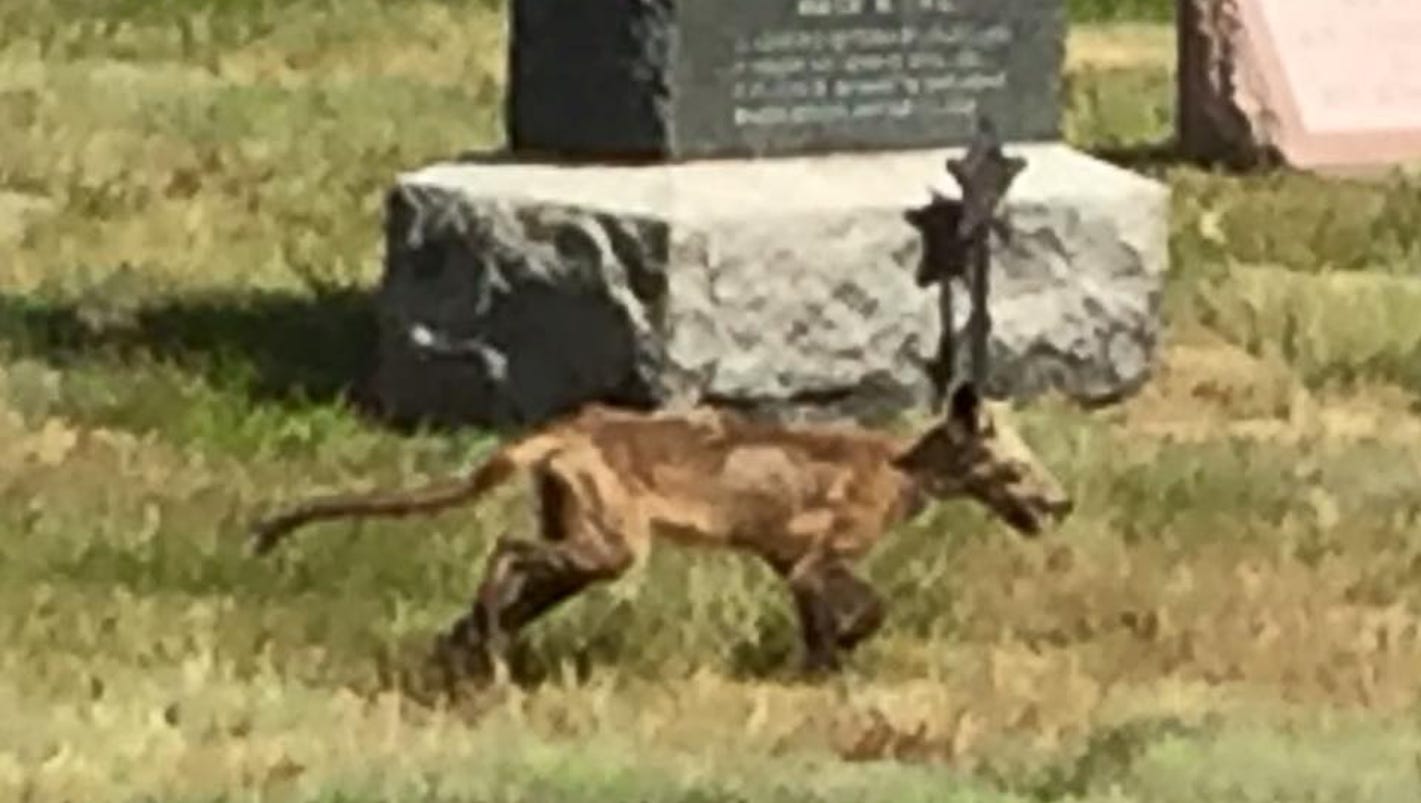‘Zombie dog’ spotted in New Hampshire cemetery
