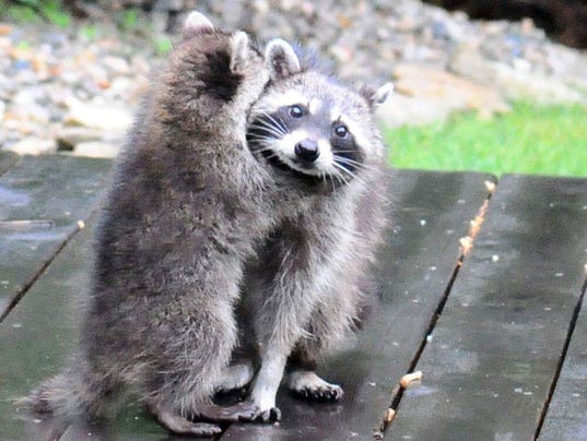 Raccoons, coyotes, opossums to be euthanized under proposed DNR rule