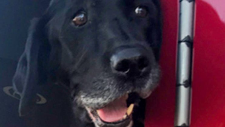 25 most heroic dogs in America