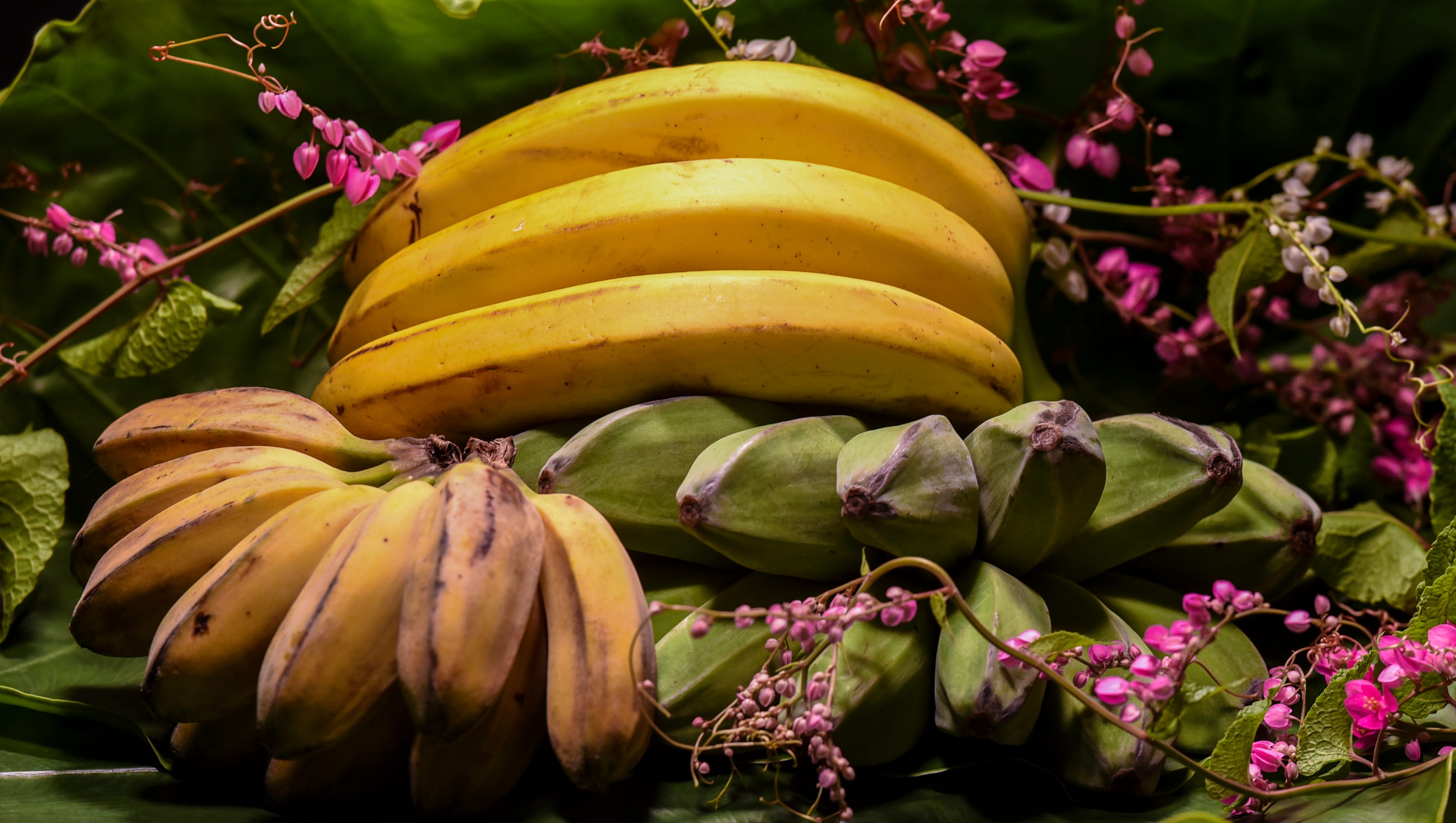 Banana Festival returns to Ipan Beach April 21-23