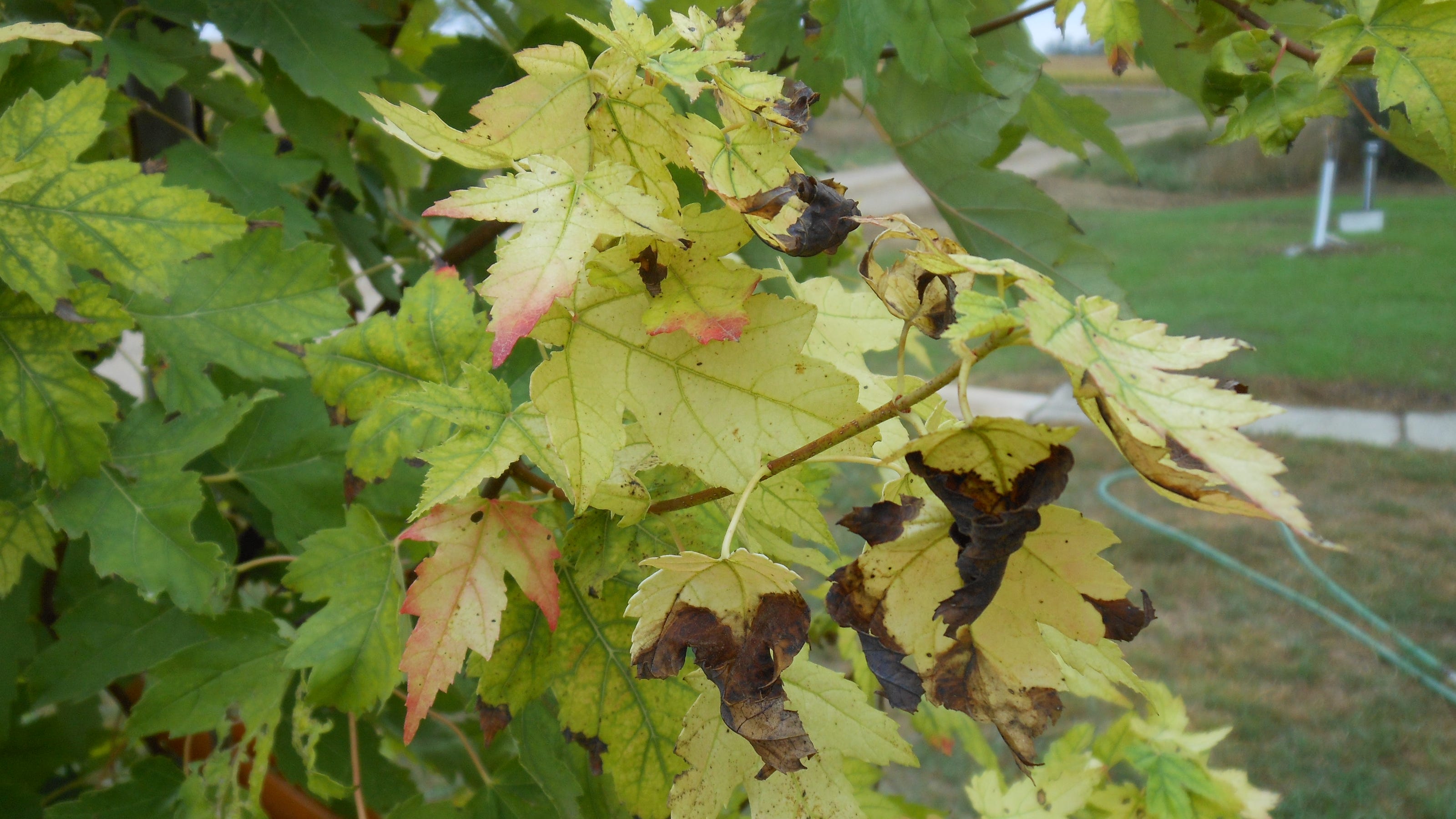 Why Are The Leaves On My Tree Turning Yellow why-are-the-leaves-on-my-tree-turning-yellow