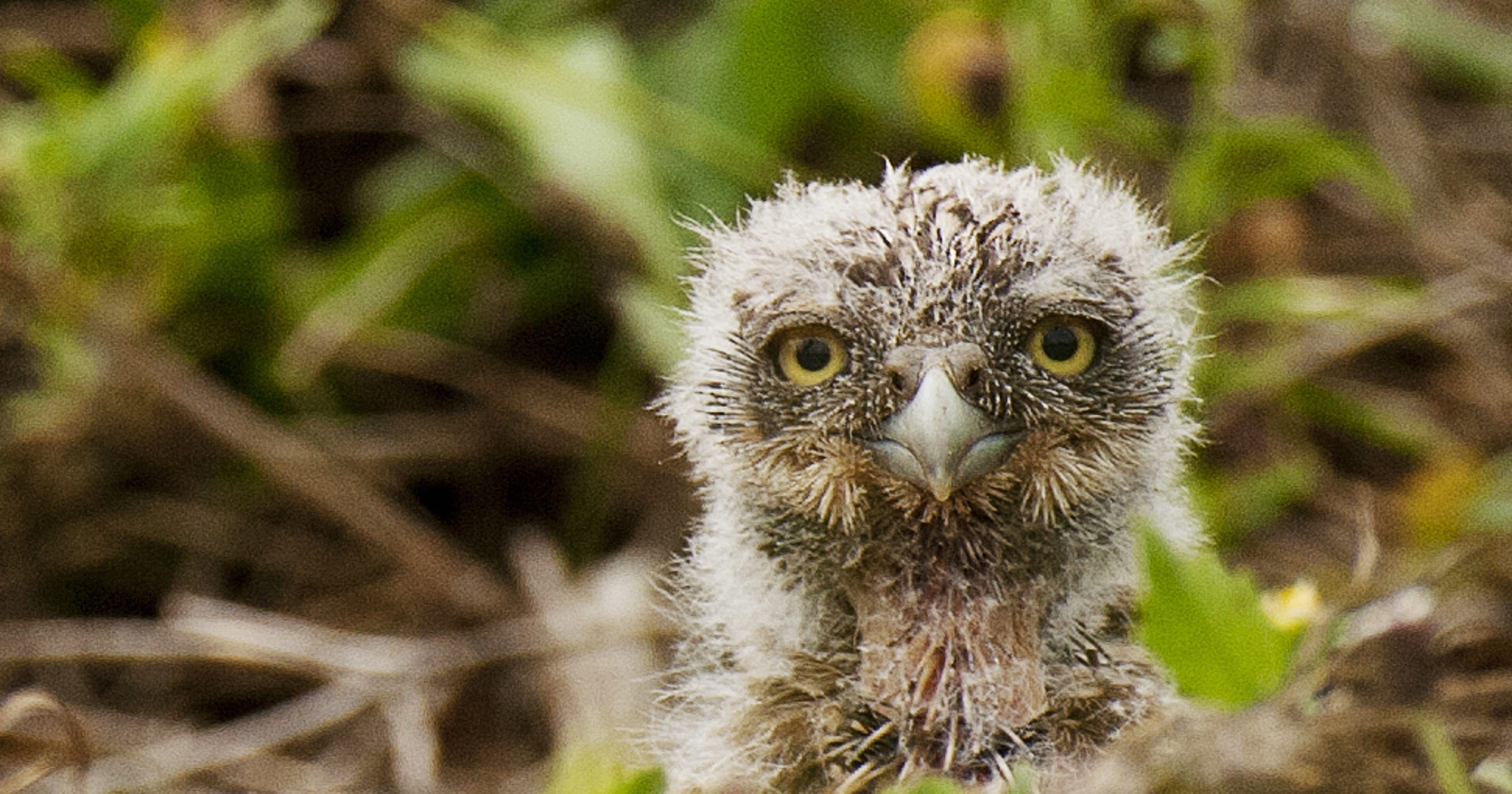 5 things to know about Cape Coral's Burrowing Owl Festival and the ...